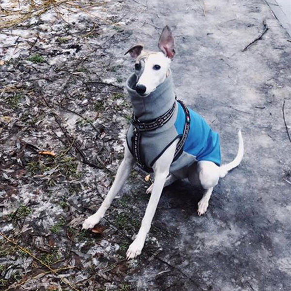Whippet ubranie na suwak z wodoodpornego softshellu - Willow Dog